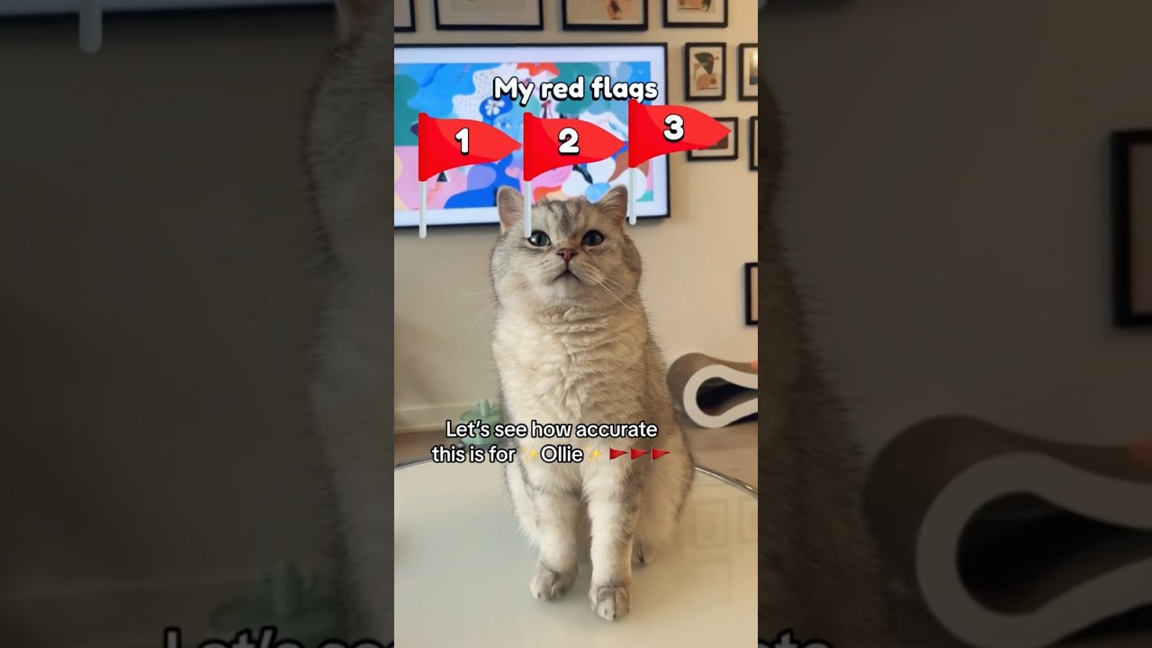 Accurate red flags for my cat 🚩😼 #britishshorthair #catshorts #cute # ...