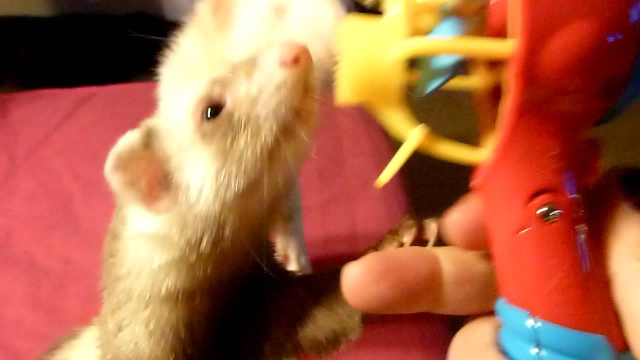 The ferrets and their new "Bubble Blitz" toy - YouTube