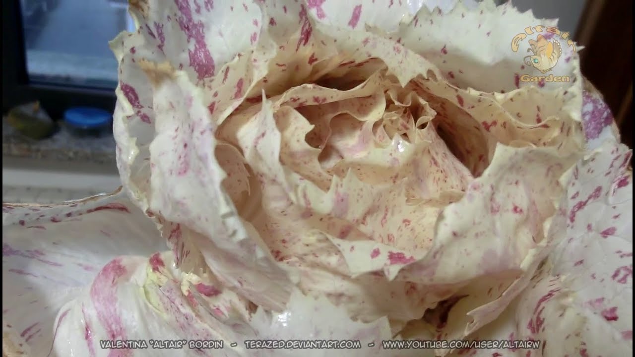 Recipe: How to cook Castelfranco Radicchio chicory base for pasta and ...