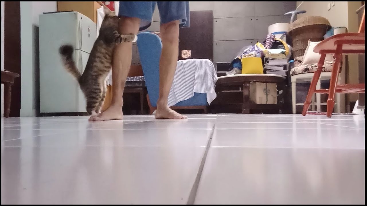 Samba Cat. - YouTube
