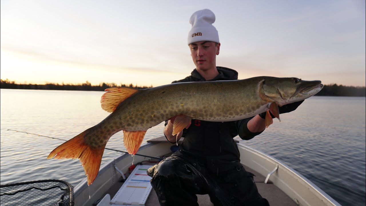 Tempting MUSKIES with GIANT SUCKERS! (+Bonus Fish) - YouTube