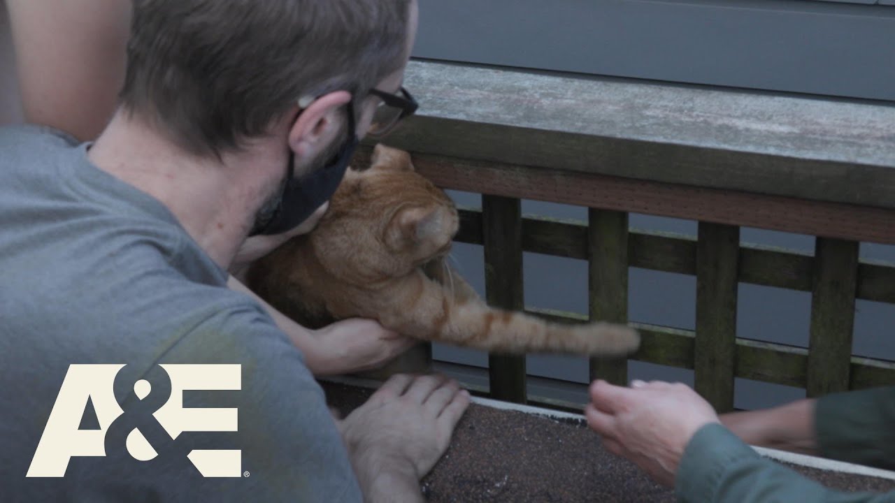 Live Rescue: Trapped Cat is Freed by Animal Rescue (Season 3) | A&E ...