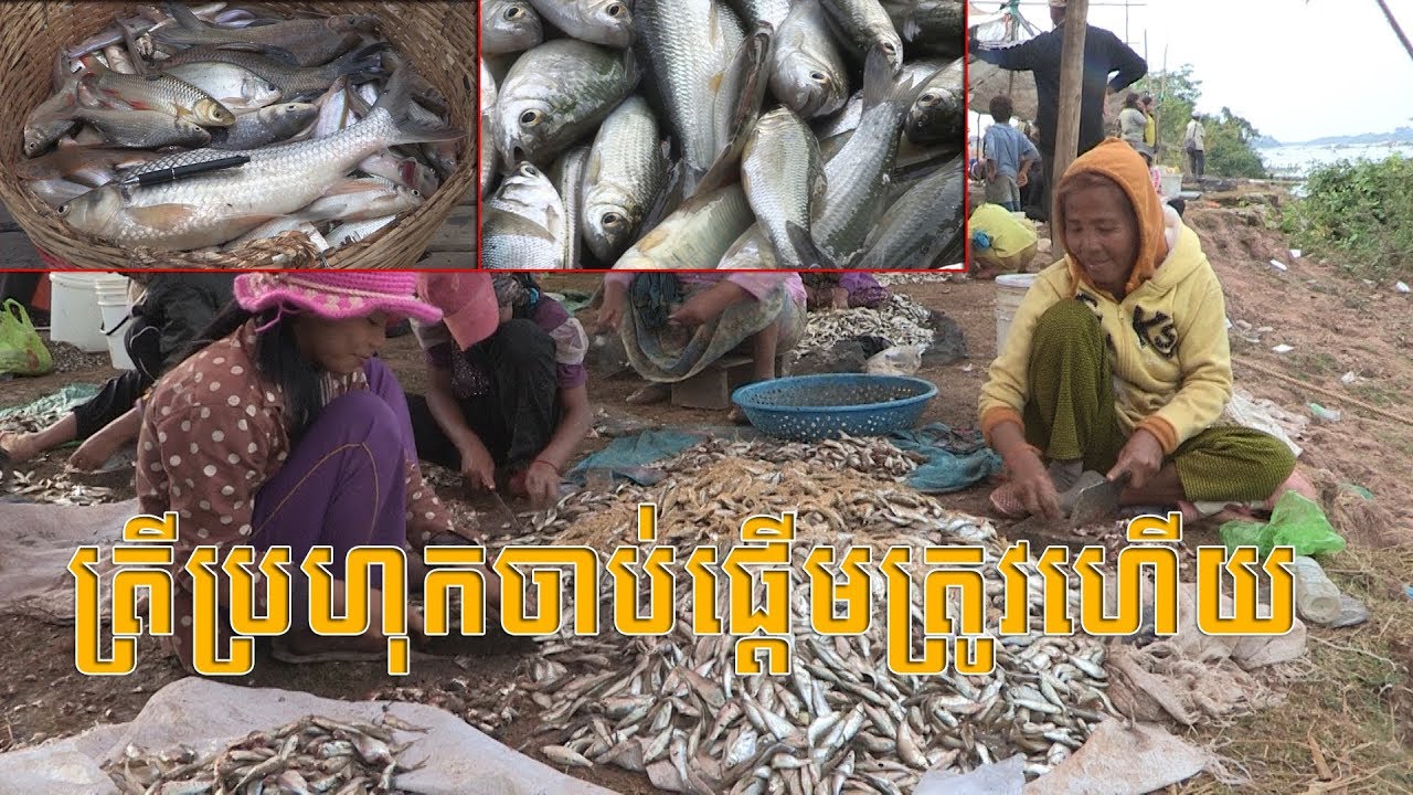 ត្រីប្រហុក ខ្មែរ - Cambodian fish prahok - YouTube
