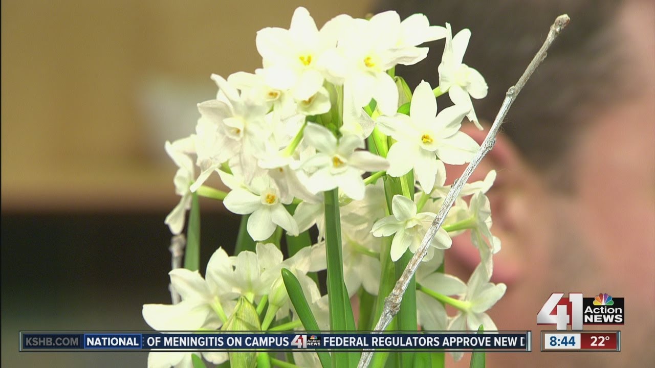 How to have holiday paperwhites at home - YouTube