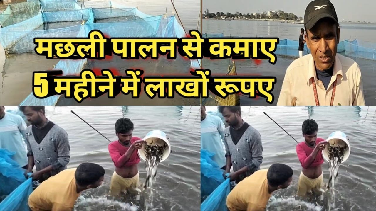 machli ka business | machli palan | fish farming at home | matasya ...