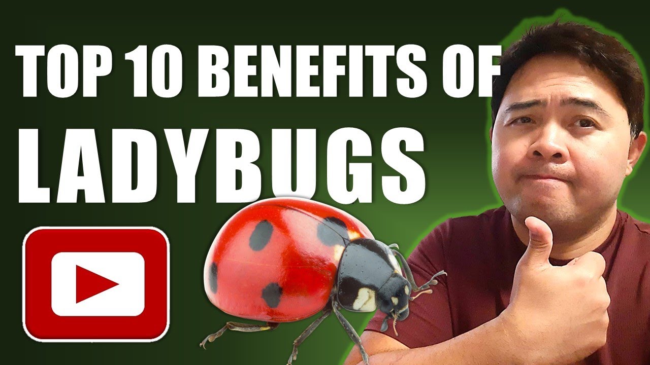 TOP 10 BENEFITS OF LADYBUGS - YouTube