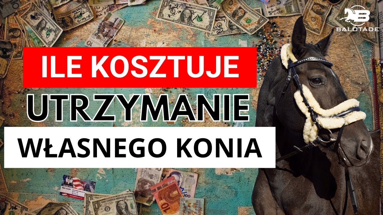 Ile Kosztuje Utrzymanie W asnego Konia Konie A Z Liczymy Koszty