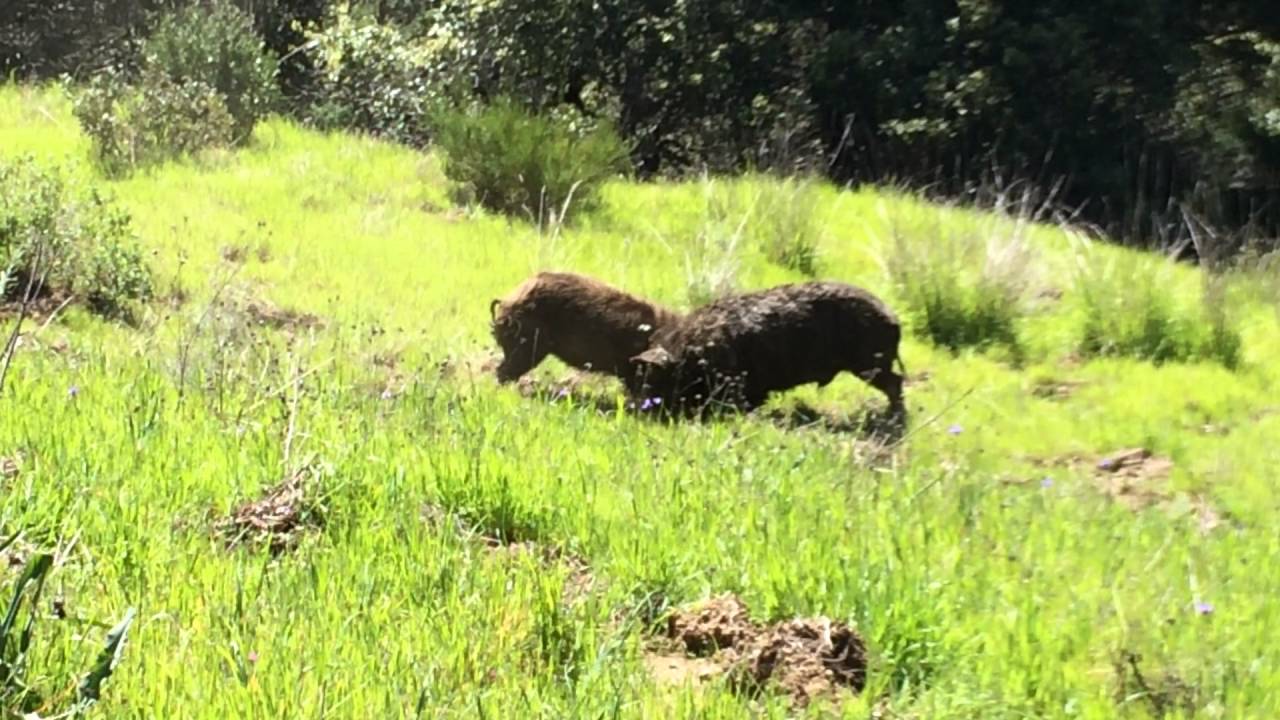 Wild Boars Fighting- Full Video - YouTube