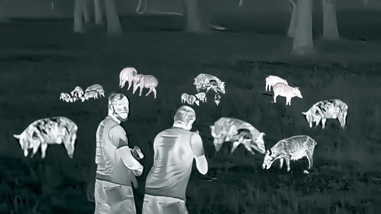 (FULLY AUTOMATIC) THERMAL HOG HUNTING - YouTube