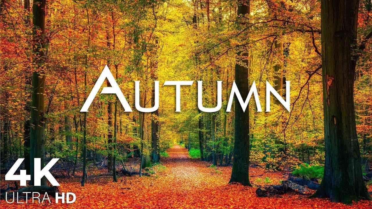 Enchanting Autumn Forests with Beautiful Piano Music4K Autumn Ambience ...
