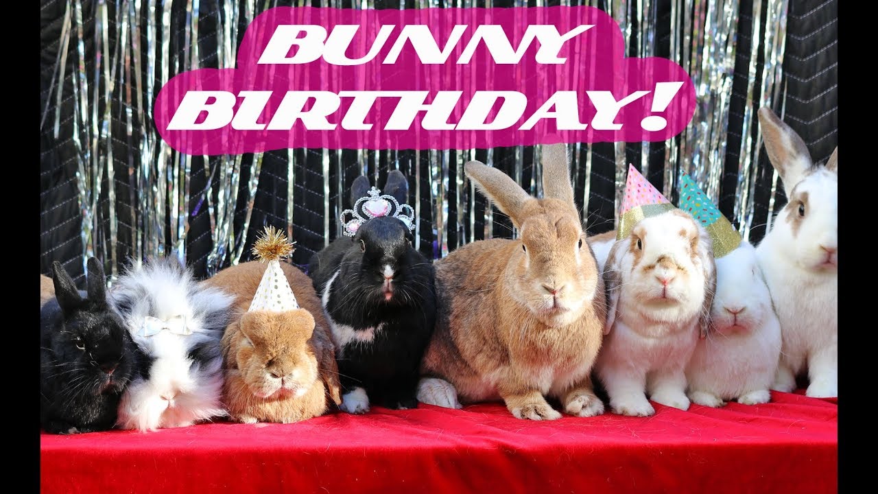 Bunny Birthday Party
