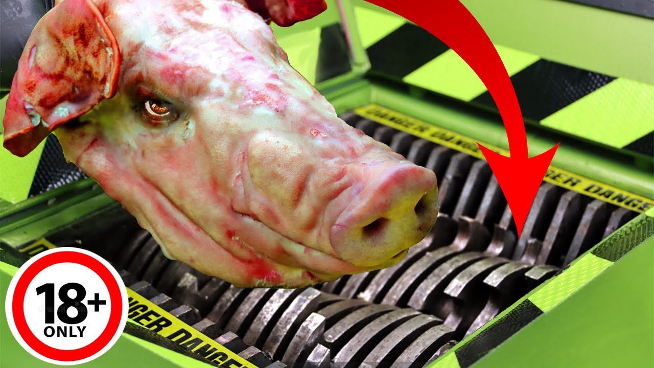 Dead pig body shredder - YouTube