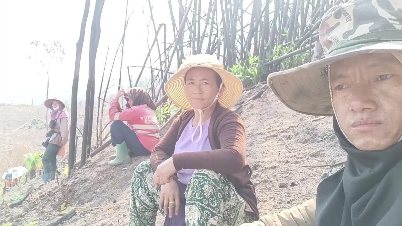 kuv yias thoj coj nej sawv daws los saib peb cog nplej teb tsav kub heev li nawb - YouTube