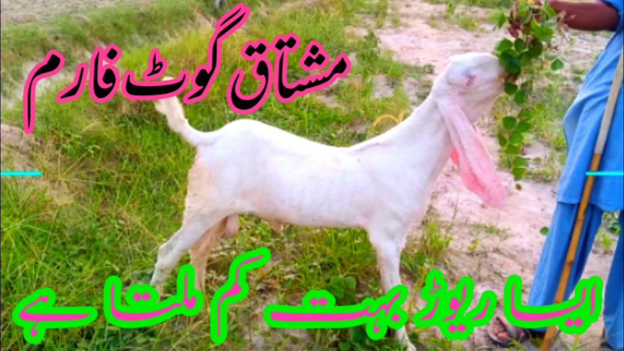Top Class Rajan Puri Beetle Goats of Mustaq Bhai l Goat Farming bhakkar ...