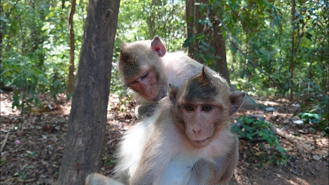 Shipping alive of visible large monkey - YouTube