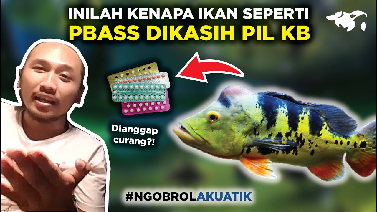 IKAN DIKASIH PIL KB? RAHASIA IKAN JADI BAGUS? (ft. Aquathings & Monfic ...