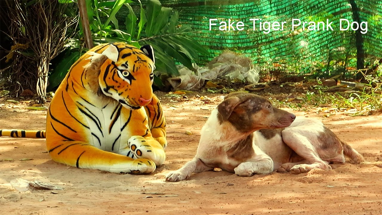 Fake Tiger Funny Prank Dog -why prank me... - YouTube