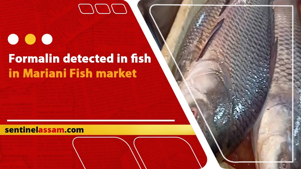Formalin detected in fish in Mariani Fish market - YouTube