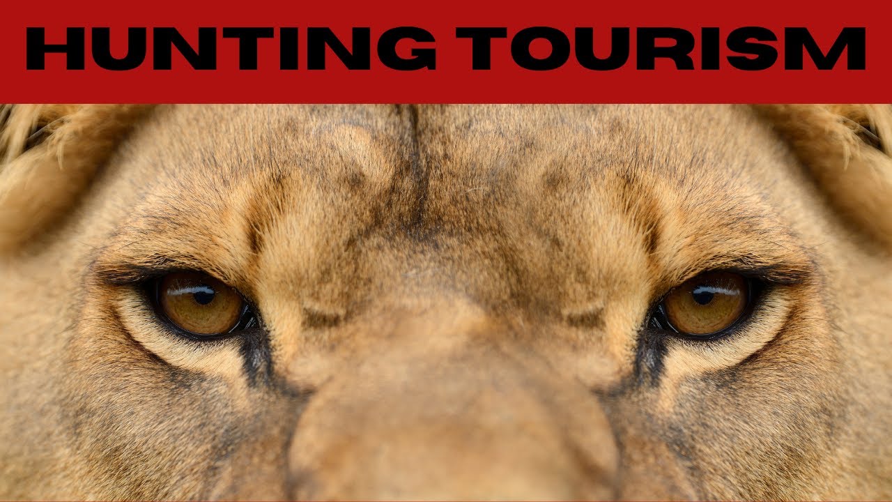 The Types Of Hunting- The Hunting Tourism Industry - YouTube