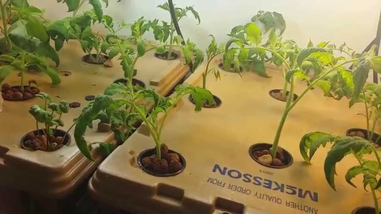 kratky hydroponic cloning vs using an airstone ep 62 - YouTube