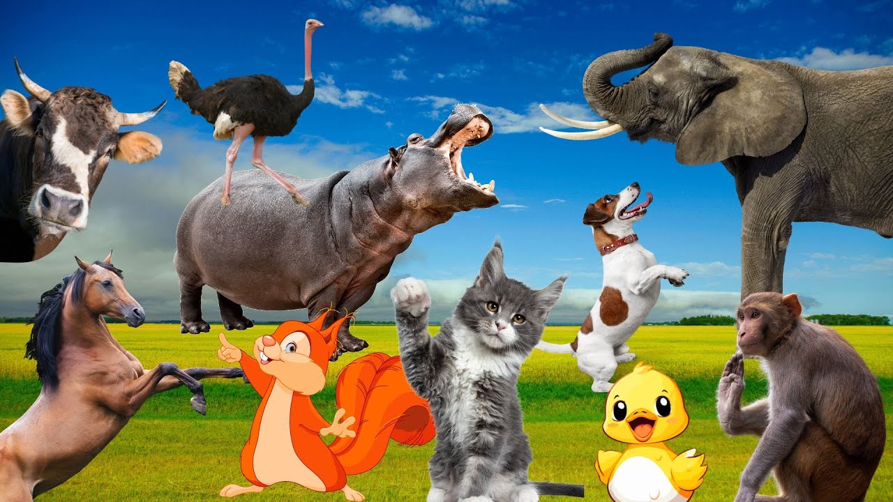 Mischievous animals: rabbits, cats, dogs, monkeys, ostriches, elephants ...