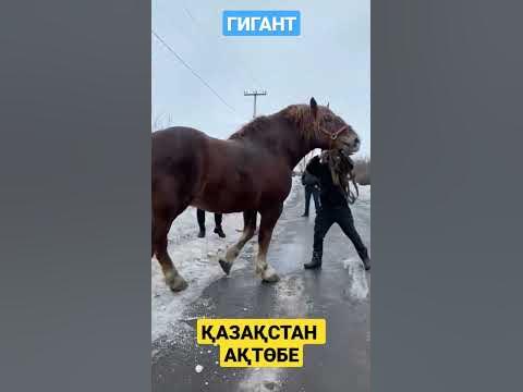 большая лошадь Тяжеловоз ЧОН АТ үлкен жылқы советский ВЛАДИМИРОВСКИЙ ...