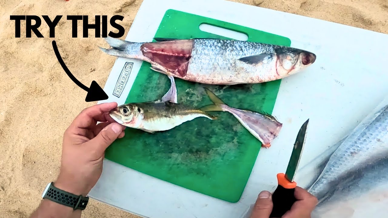 Fresh Baits and BIG Fish, tips & techniques | Stockon Beach surf fishing NSW (catch and cook ...