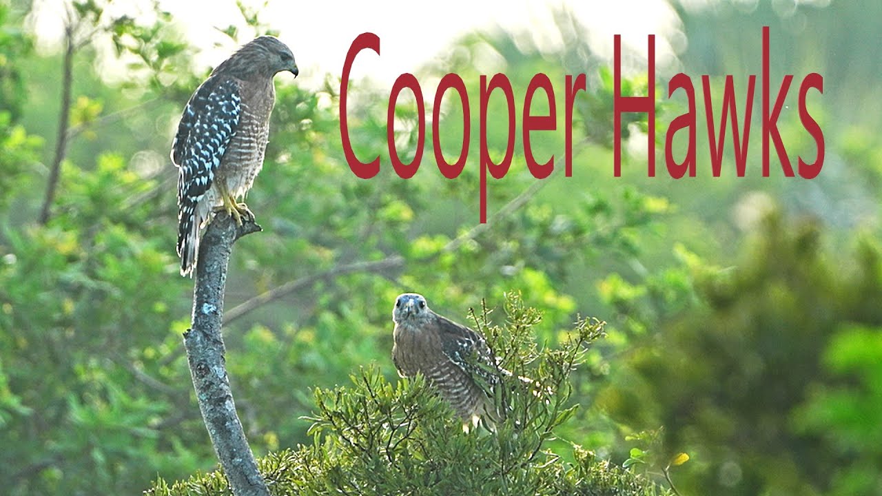 Cooper Hawks in the forrest shot with the sony A1 in 4k - YouTube