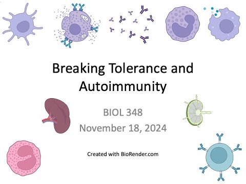 Immunology Fall 2024: Lecture 32 Breaking Tolerance and Autoimmunity ...