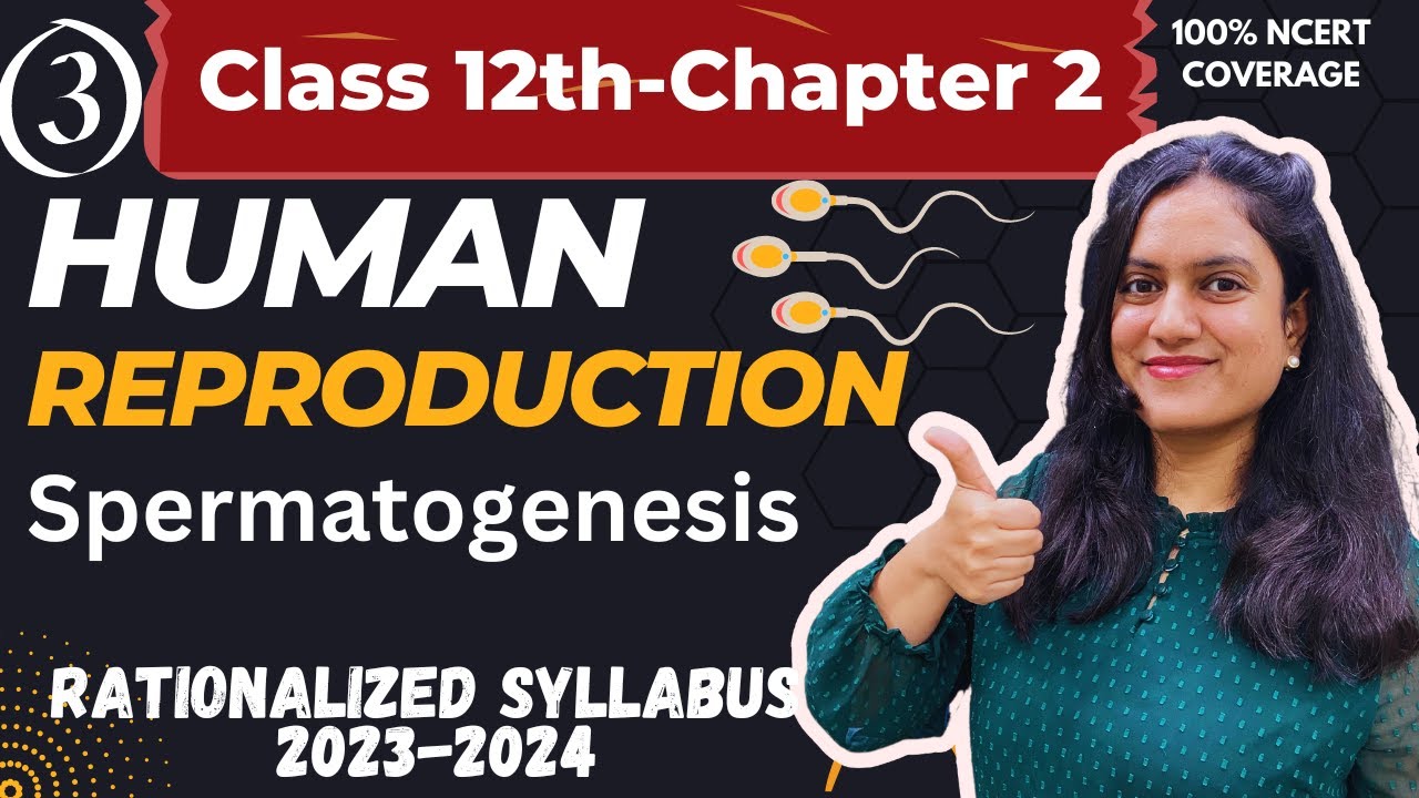Class 12 Biology Human Reproduction | Spermatogenesis | NCERT one shot ...