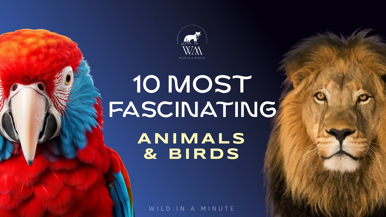 10 MOST POPULAR ANIMALS AND BIRDS | WILD IN A MINUTE | ANIMAL FACTS ...