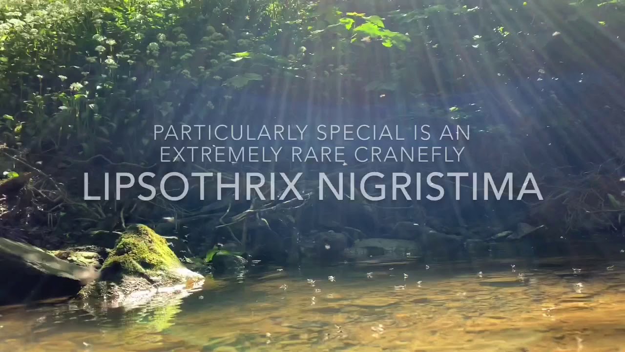 Species Rich Loamhole Dingle - YouTube