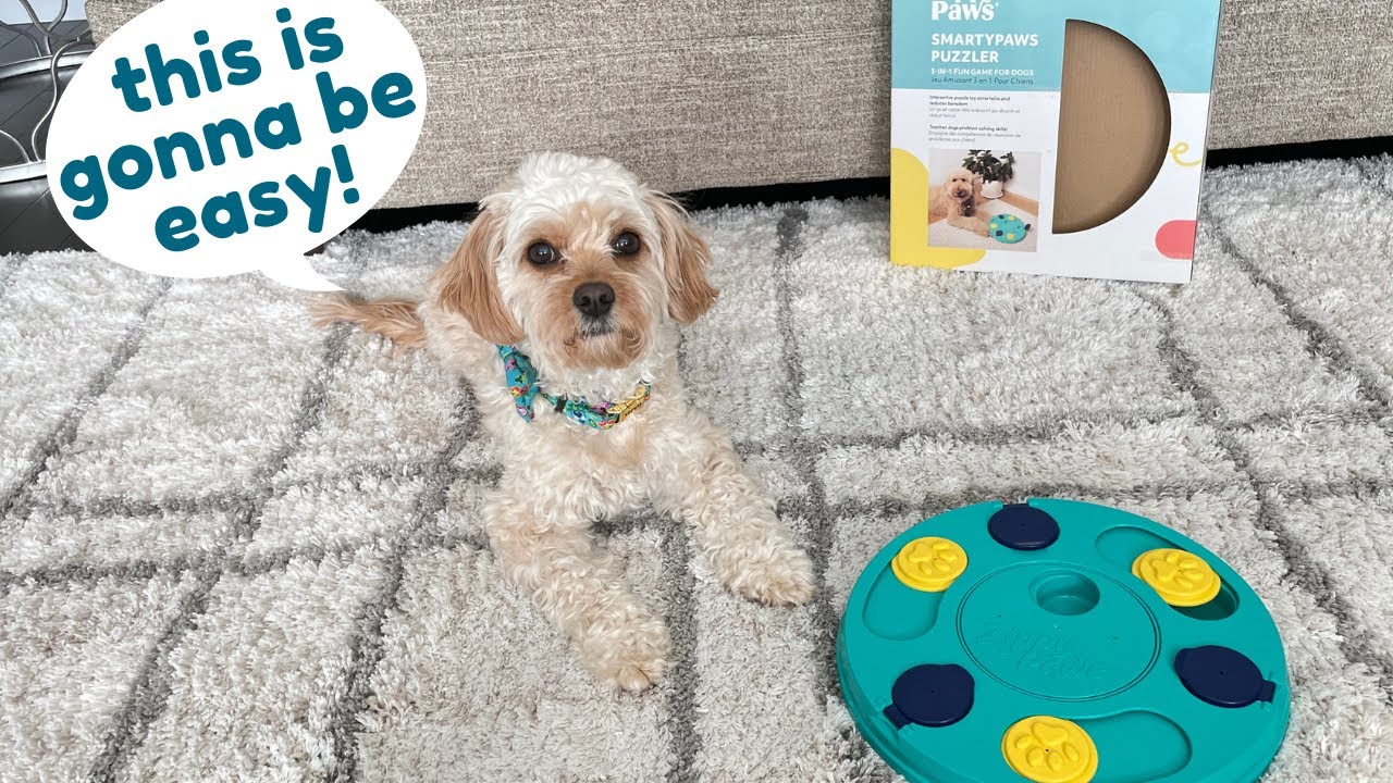Testing My Cavapoo Puppy's Intelligence with a New Puzzle Toy - YouTube