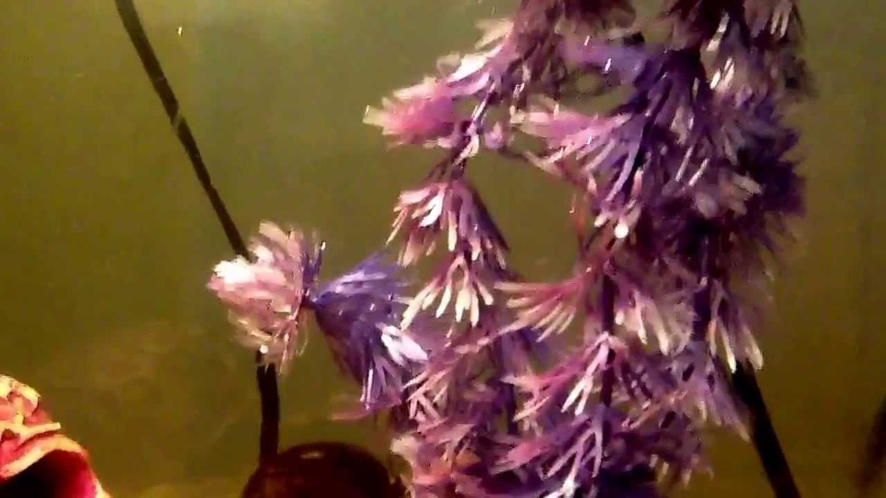 Panda gold molly ,gold dust molly fry snails - YouTube