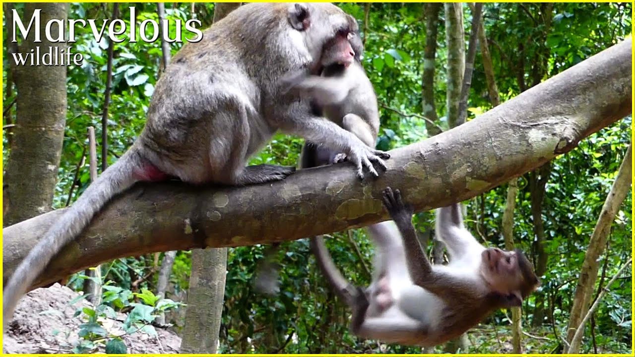 Insisting request milk of Jonna monkey be denied & biitee so h+a+r+d ...