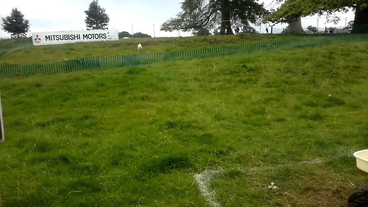 Hiding in Holly Winning Scurry Run at Lowther - YouTube