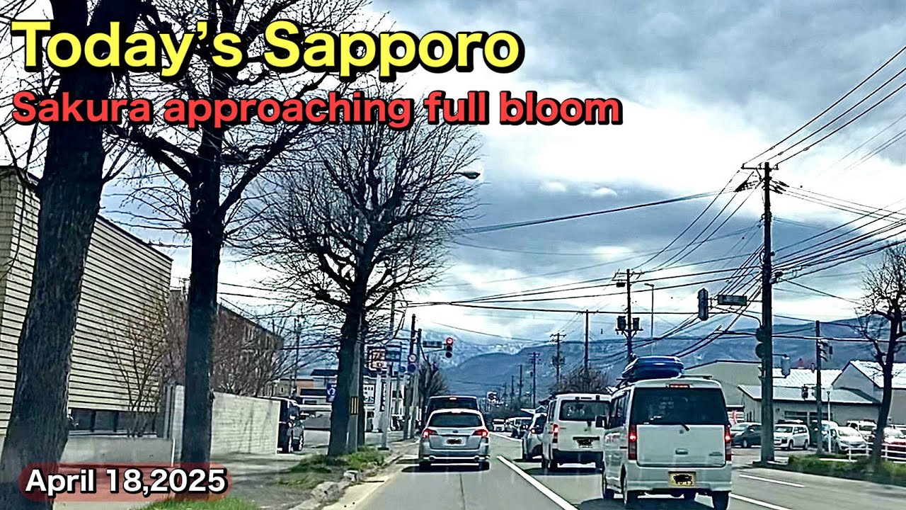 Today’s Sapporo.Cherry blossoms approaching full bloom.April 18,2025 ...