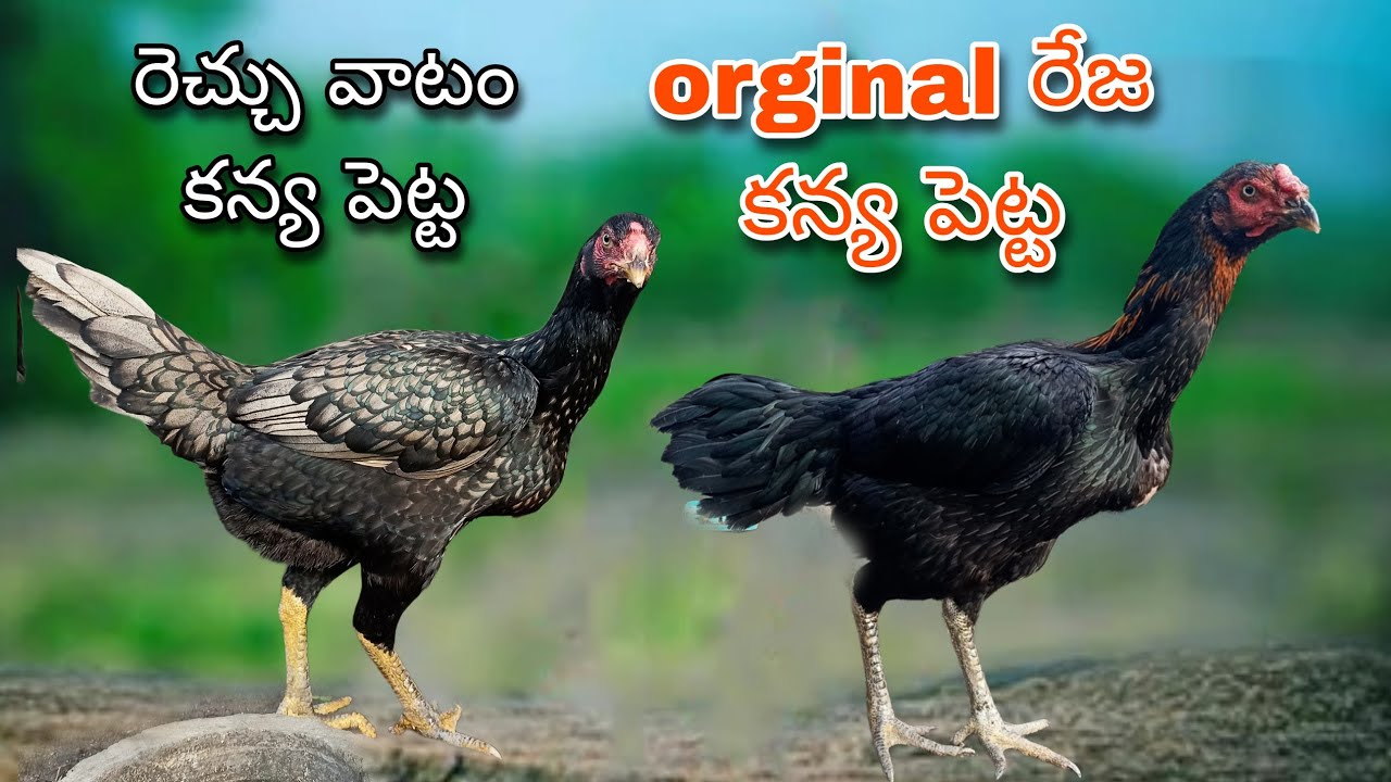 #KVR BREEDES#8121655628#bhimavaram chicks#peru cross chicks# chicks# ...