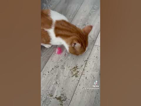 Giving our cat catnip for the first time 🐈 - YouTube