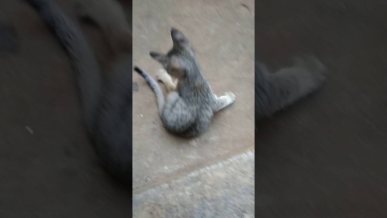 Killer kittens - YouTube