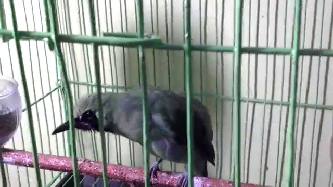 Murai Daun Gacor - YouTube