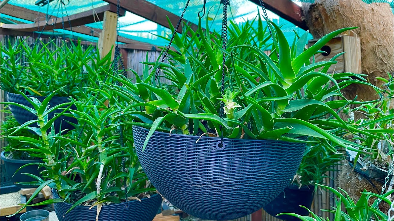 DIY hanging pot and climbing aloe propagation - YouTube