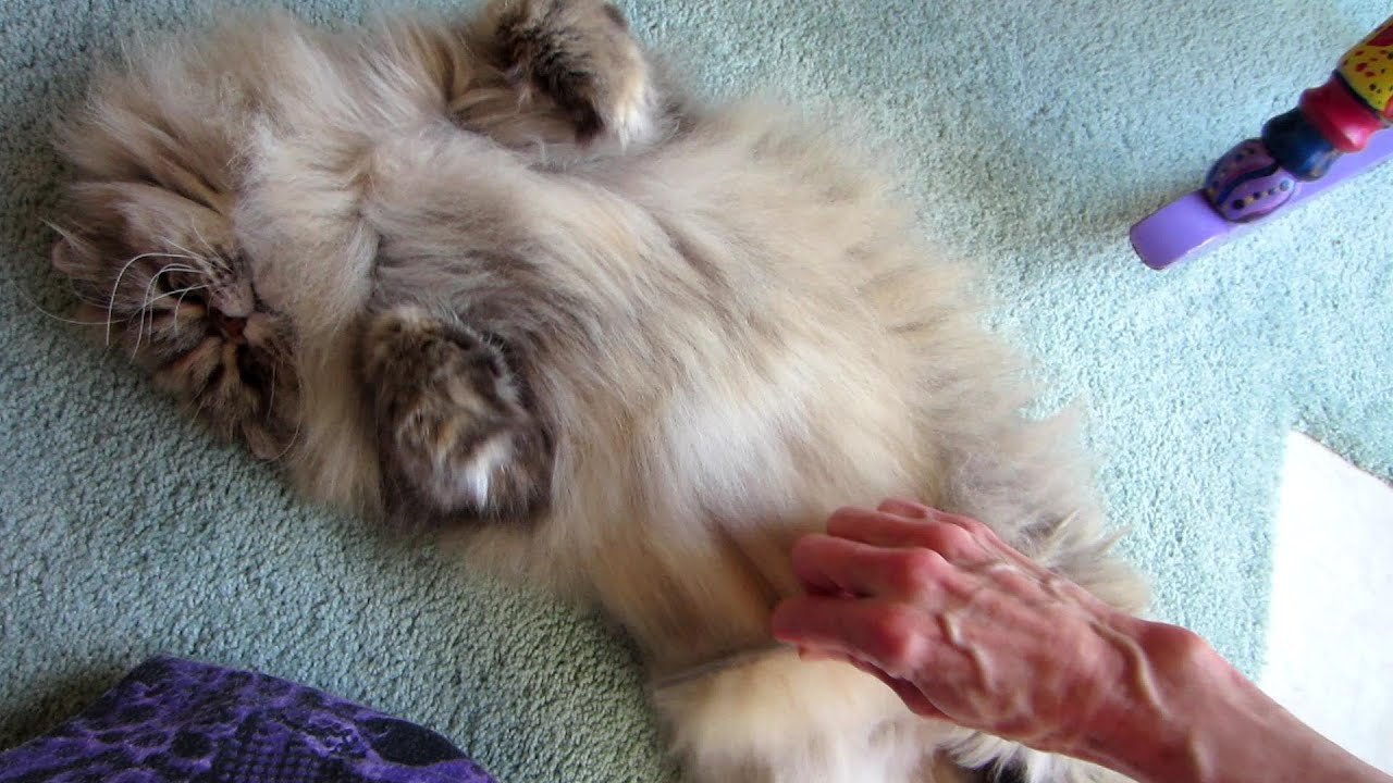 12 09 03 Persian kitty, Gypsy Rose - YouTube