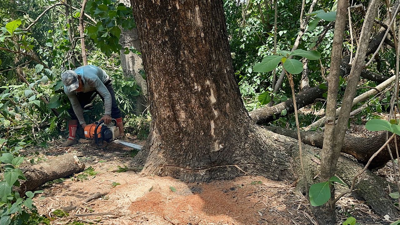 Cutting down 2 dangerous trees behind the house ‼️ - YouTube