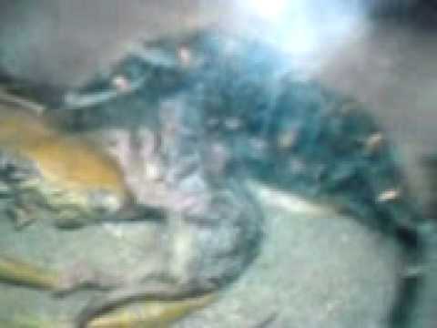 cangre Apatz.- tarantula come raton - YouTube
