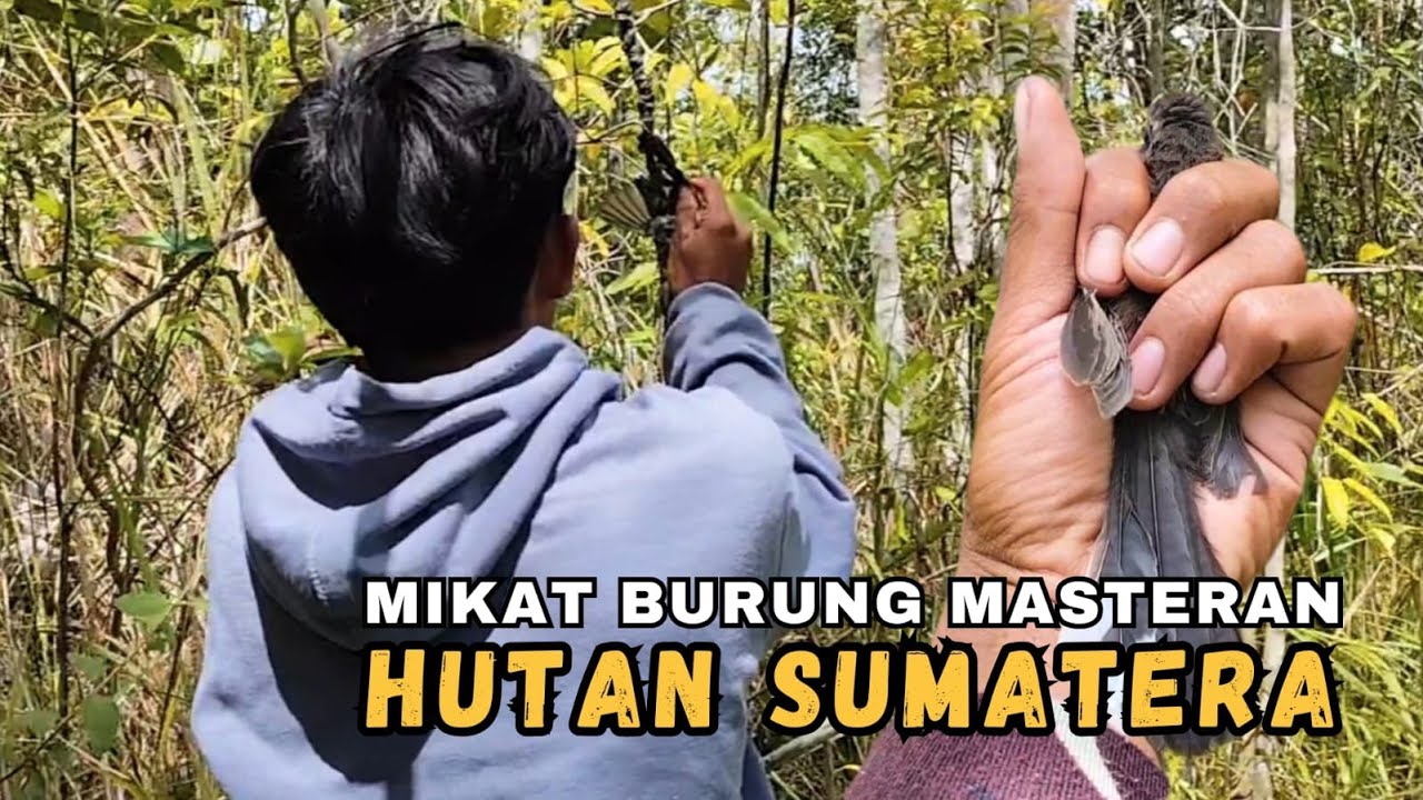 ADVENTURE MIKAT BURUNG DI HUTAN TROPIS SUMATERA || MIKAT BURUNG SIKATAN ...