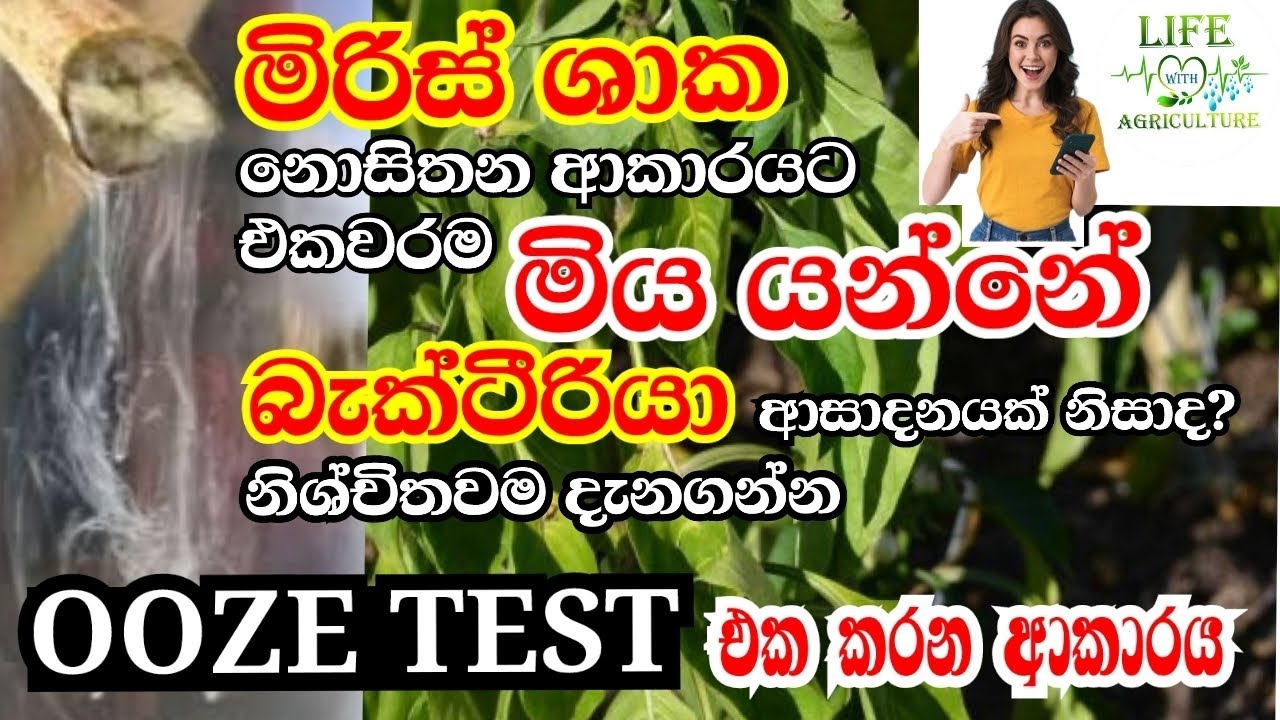 මිරිස් පැල වලට හැදෙන බැක්ටීරියා රොග නිවැරදිව හඳුනාගැනීම | ooze test ...