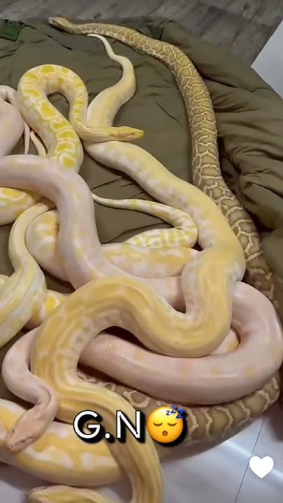 Python with uae lion king #cheetah #python #paython #animals #bigcats # ...