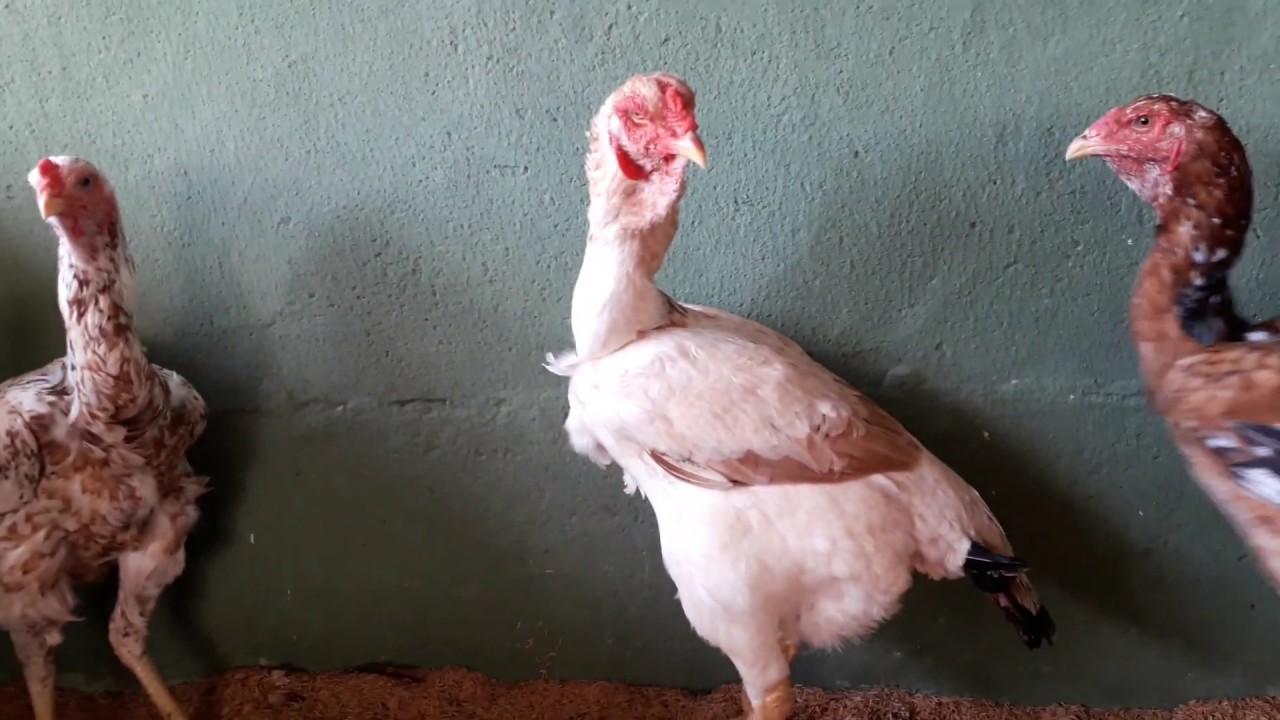 MELHOR GALINHA INDIO GIGANTE DO BRASIL, 55 62 98531-4096 - YouTube