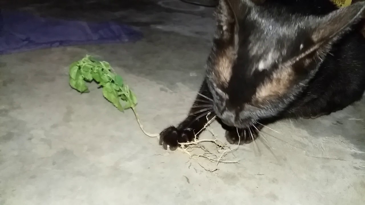 Earrings: cannabis for the cats.(Anting-anting:Ganja bagi para kucing ...